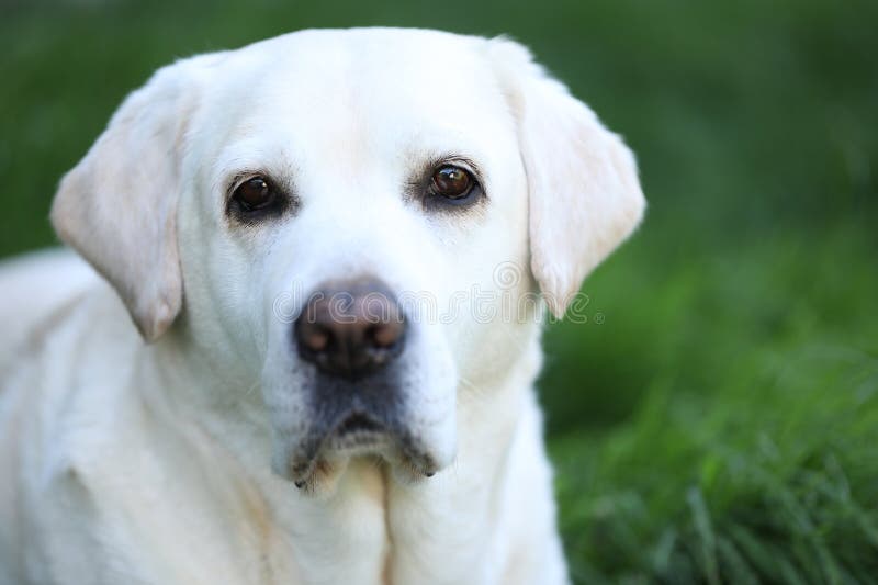 Cute White Labrador on Grass in Summer Garden Stock Image - Image of ...