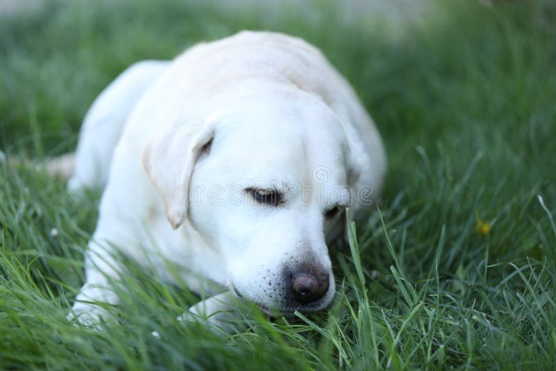Cute White Labrador on Grass in Summer Garden Stock Image - Image of ...