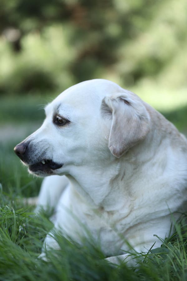 Cute White Labrador on Grass in Summer Garden Stock Photo - Image of ...