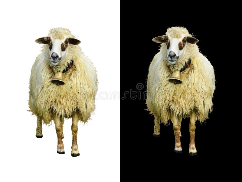 Cute White Lamb Bell Isolated White Black Background Stock Photos ...