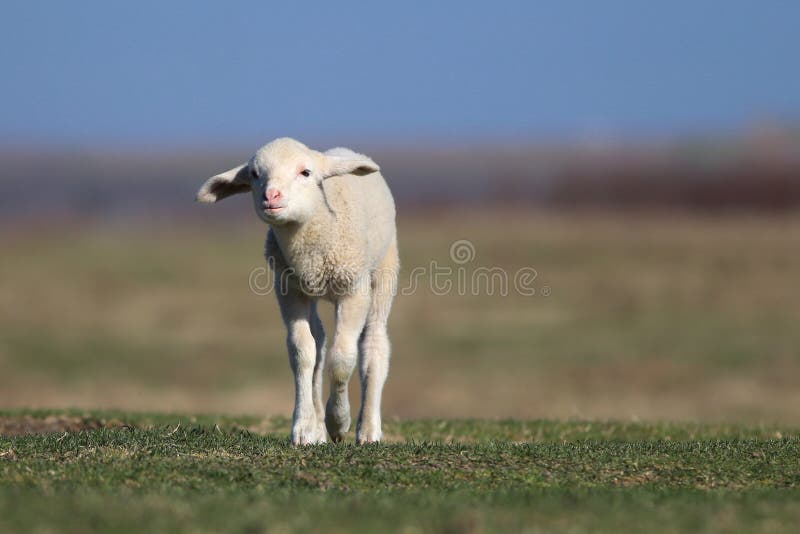 Cute White Lamb on the Green Spring Field Stock Image - Image of spring ...