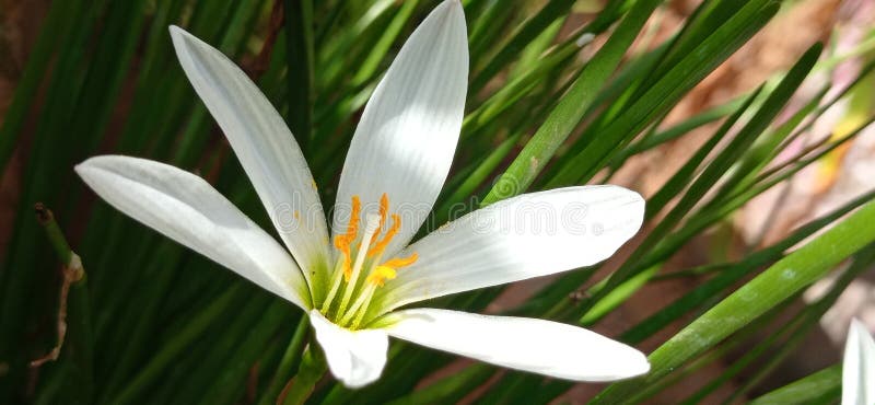 Cute White Lilly in My Garden Stock Photo - Image of white, grass ...
