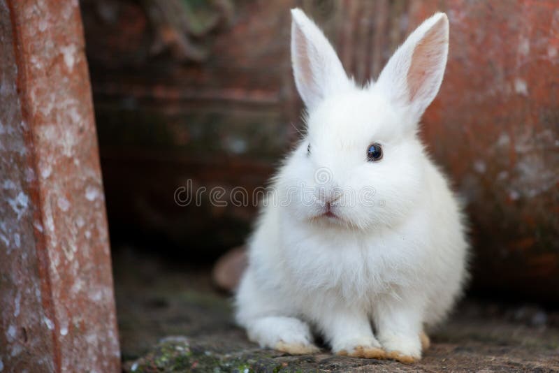 Cute White Baby Rabbit Sitting on Cloth. Stock Image - Image of baby ...
