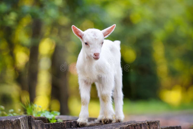Cute White Little Goat Standing on the StumpCute White Little Goat ...