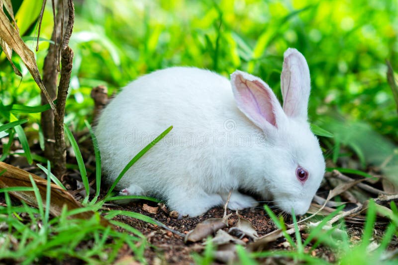 Cute white little rabbit stock photo. Image of grass - 225106156