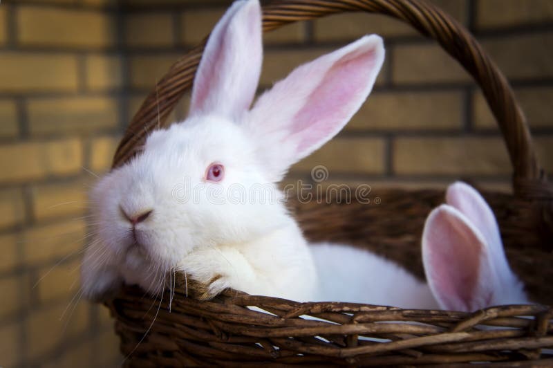 Cute white little rabbits stock image. Image of farm - 143606461
