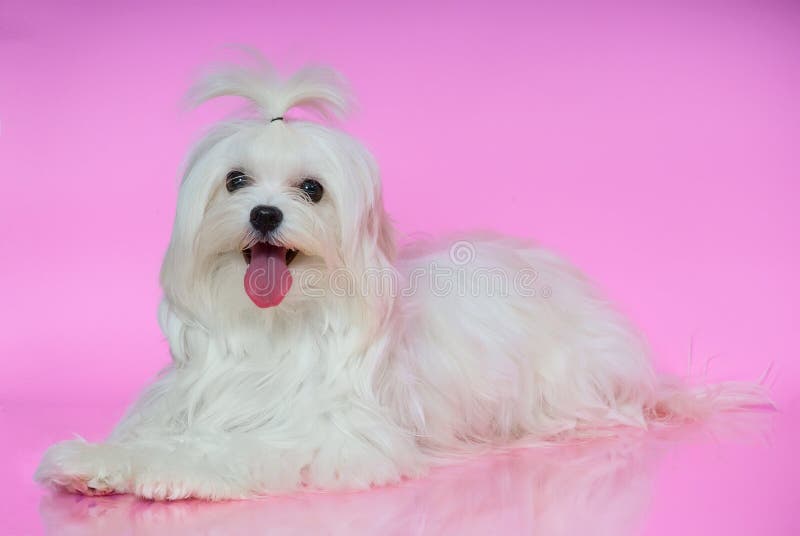 Why Does My Maltese Have A Pink Nose