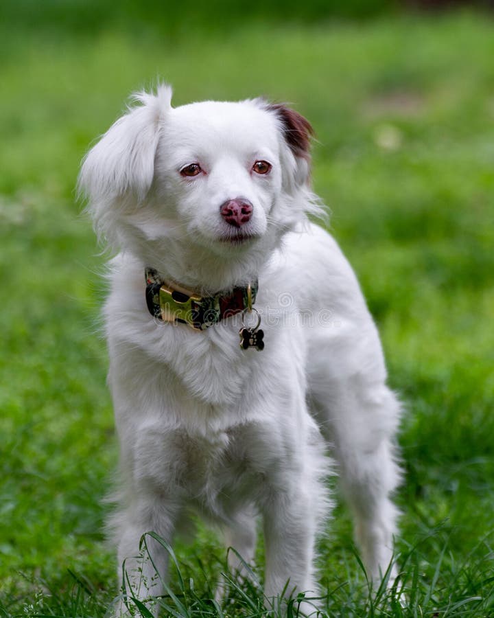 Cute White Maltese Dog Standing on Grass Field, Vertical Shot Stock ...