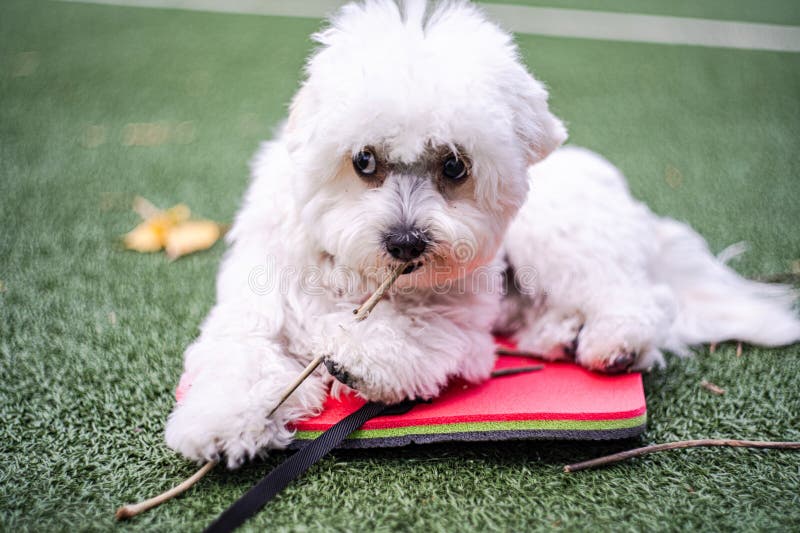 Cute white maltipoo puppy stock image. Image of white - 299036331