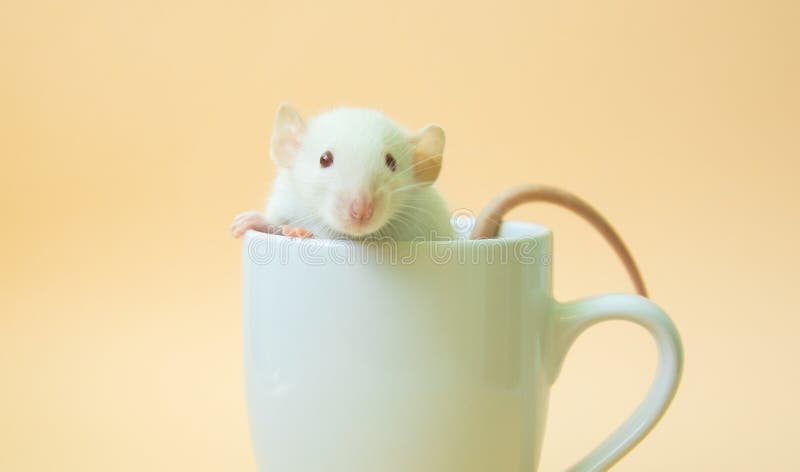 Cute white mouse in a cup stock photo. Image of face - 236605696