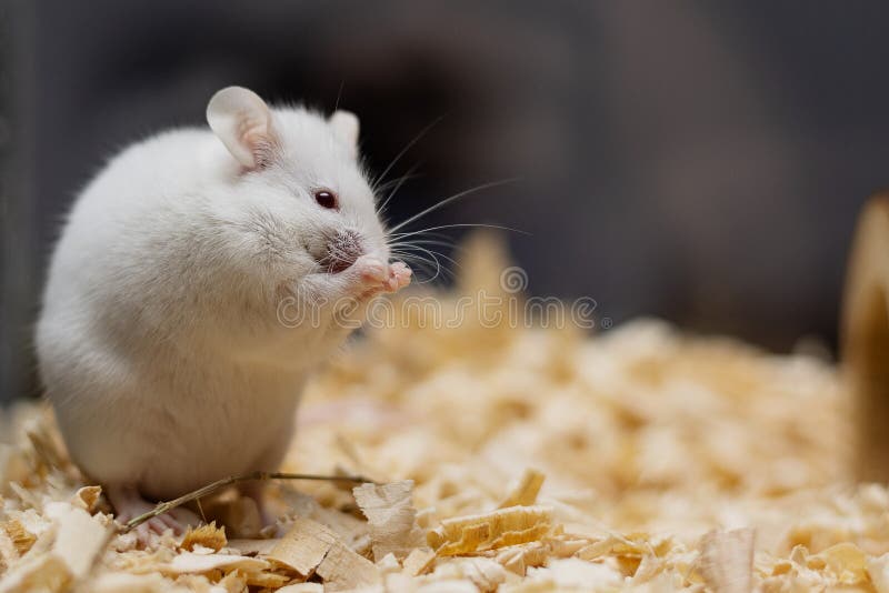 Cute White Mouse with Red Eyes Sitting on Hind Legs. the Front Legs are ...