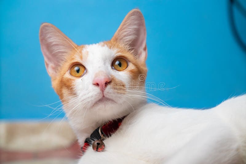 Cute White Orange Cat Getting Captured by a Camera Stock Photo - Image ...
