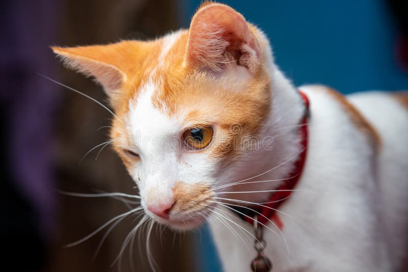 Cute White Orange Cat Looking Directly Below the Camera Stock Photo ...