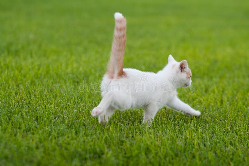 A Cute White & Orange Kitten Running through the Grass Stock Image ...
