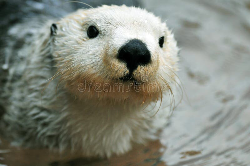 White sea otter stock photo. Image of ocean, brown, portrait - 12499488