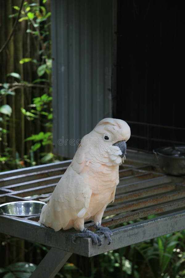 Cute white perrot stock photo. Image of nature, white - 274399982