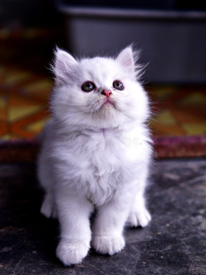 Cute White Persian Kitten Expression Stock Image - Image of kitten ...