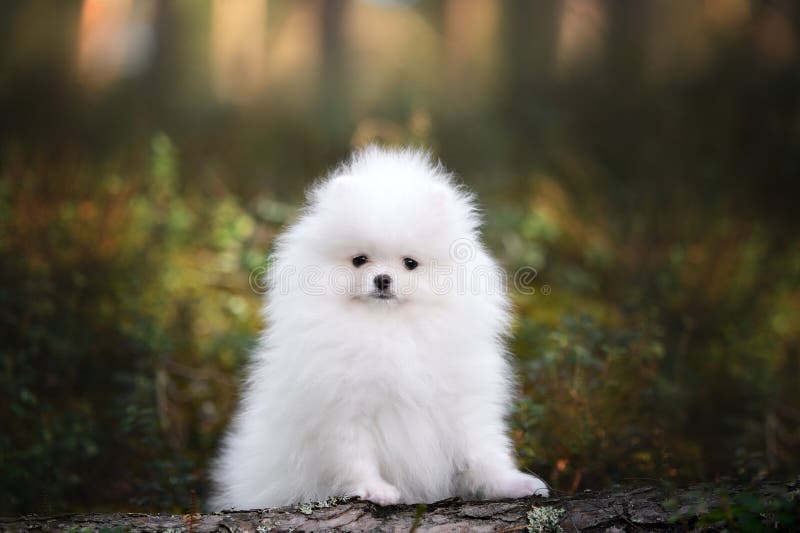 Cute White Pomeranian Spitz Puppy Posing on a Log in Forest Stock Photo ...