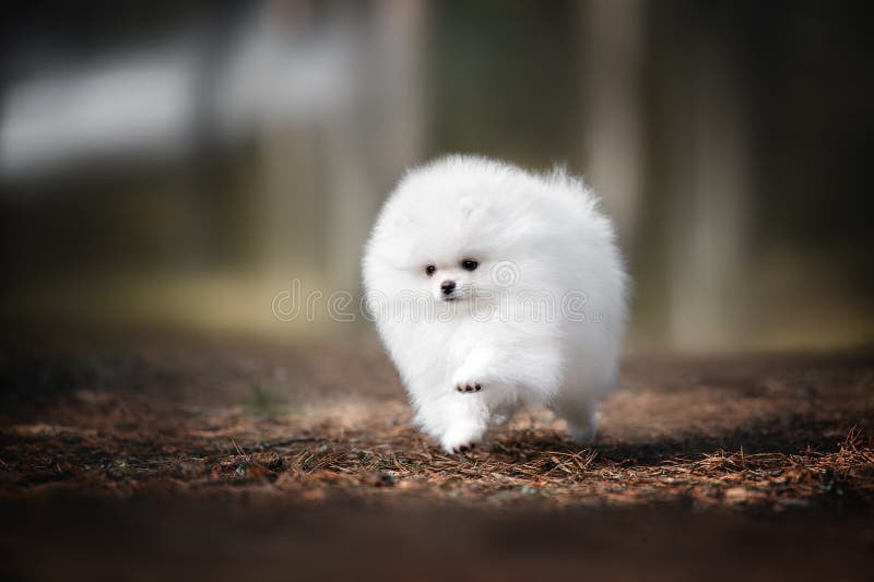Cute White Pomeranian Spitz Puppy Running Outdoors in Spring Stock ...