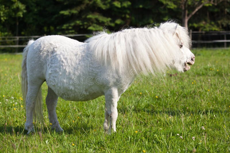 Cute White Pony on the Paddock Stock Photo - Image of grass, field ...