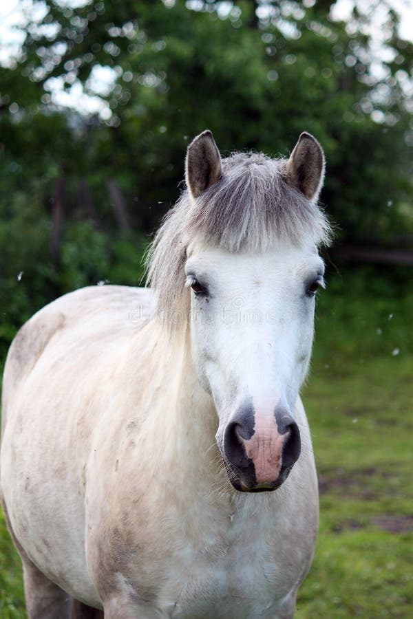 Cute white pony stock image. Image of shetland, stud - 43559655