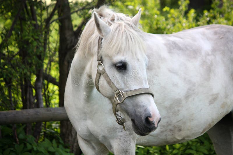 Cute white pony stock photo. Image of adorable, horse - 43559678