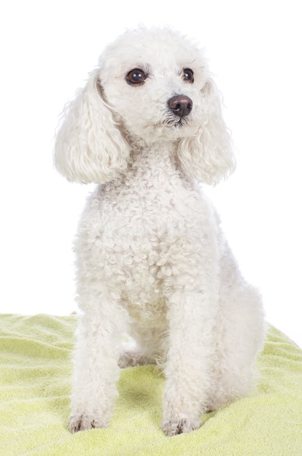 Cute white poodle stock image. Image of maltese, white - 40460779