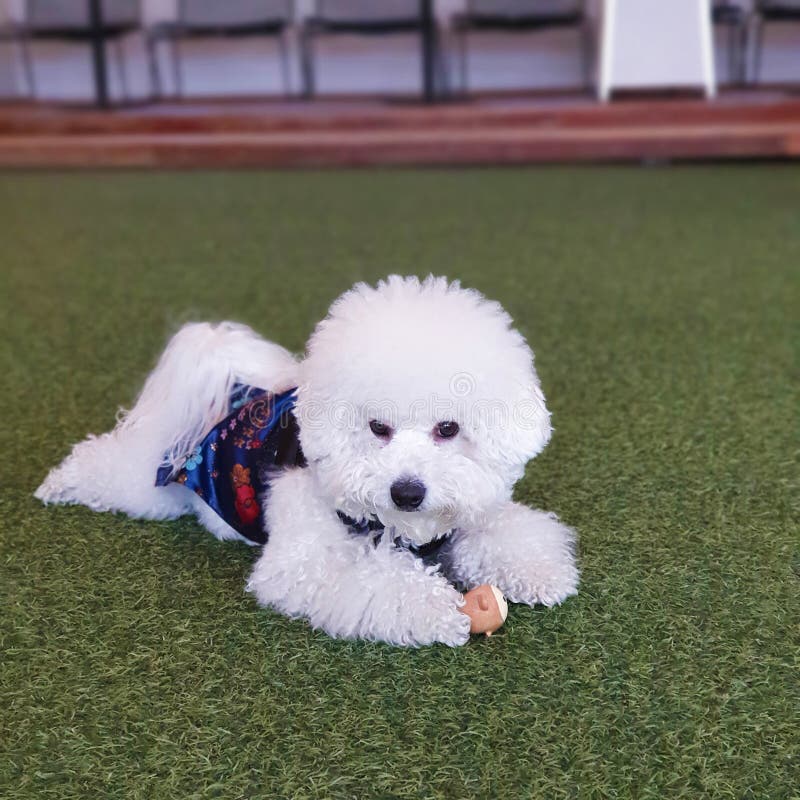 Cute White Poodle Puppy Lying on the Green Ground Stock Photo - Image ...