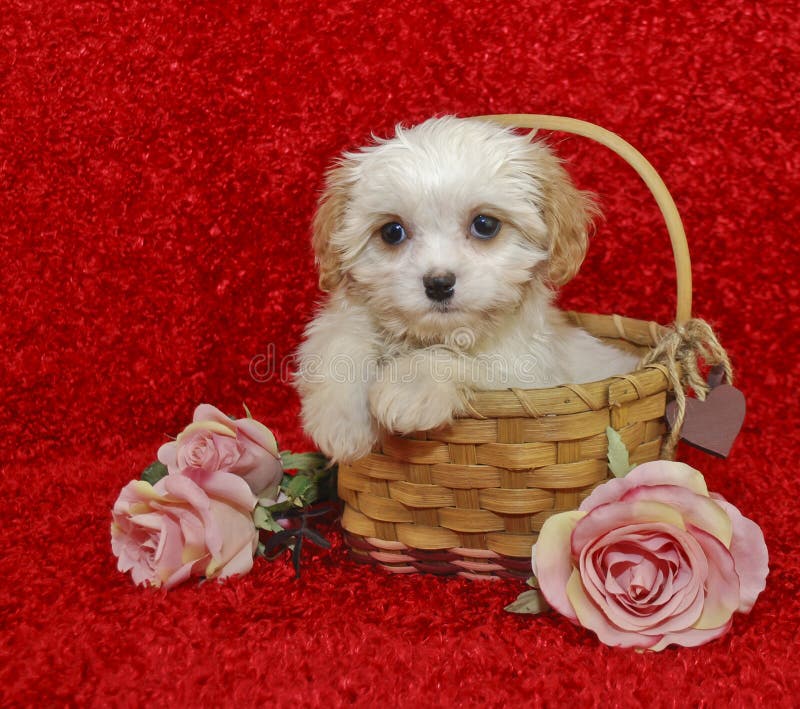 Cute Morkie Puppy stock photo. Image of fuzzy, space - 23122198