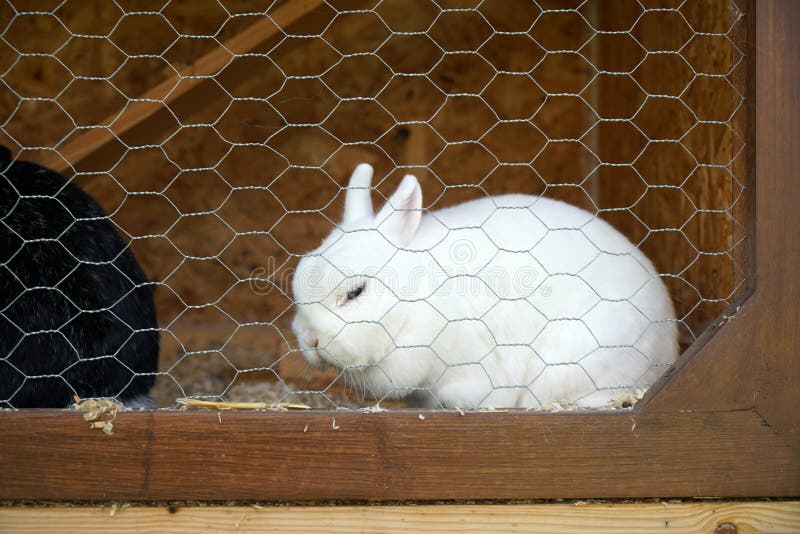 Cute White Rabbit in a Cage Stock Photo - Image of adorable, tail ...