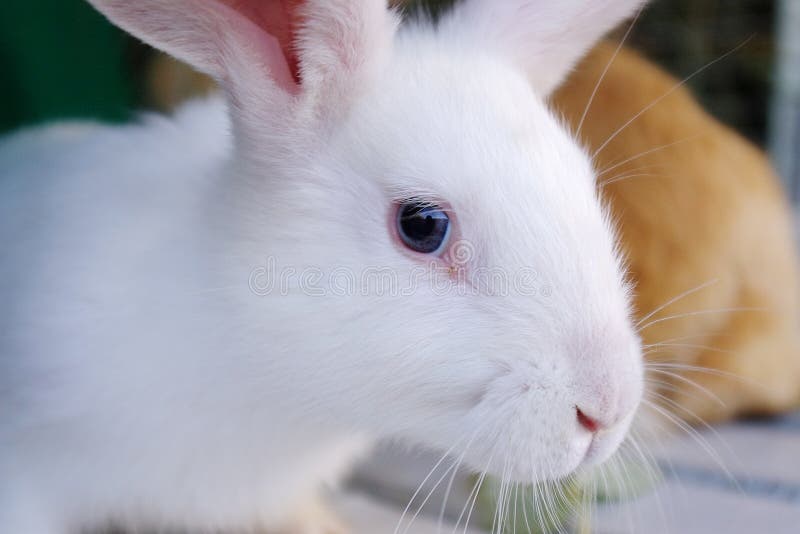 Cute white rabbit close-up stock image. Image of portrait - 123038663