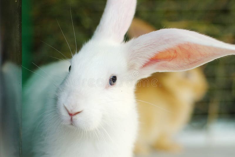 Cute white rabbit close-up stock image. Image of portrait - 123038663