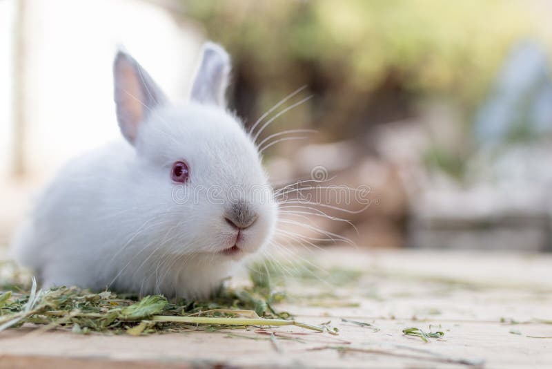 Cute White Rabbit Close Up with Copy Space Stock Image - Image of ...