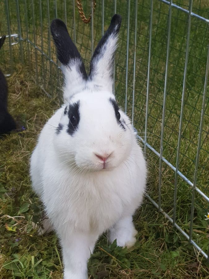 Cute white rabbit stock photo. Image of cutie, cute - 199300102