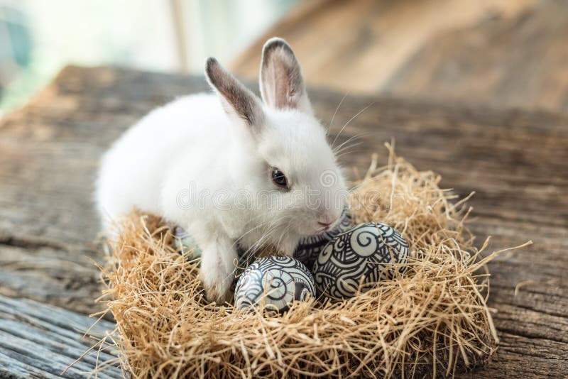 Cute White Rabbit with Easter Egg Stock Image - Image of ears, holiday ...
