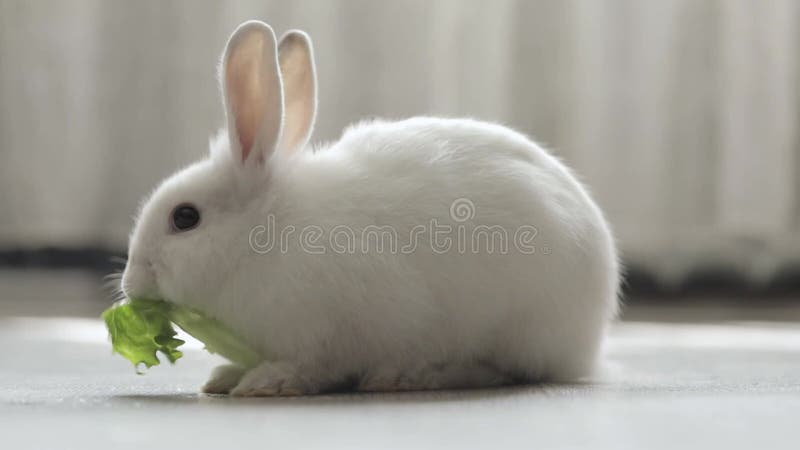 Cute White Rabbit Eats Vegetables Stock Video - Video of rabbit ...