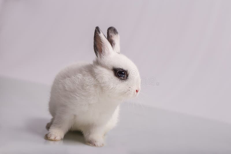 Cute White Rabbit with Eyeshadow Stock Image - Image of single, bunny ...