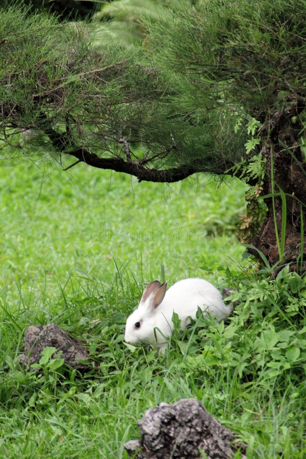 Cute White Rabbit in the Garden Stock Photo - Image of puss, tree: 40238712