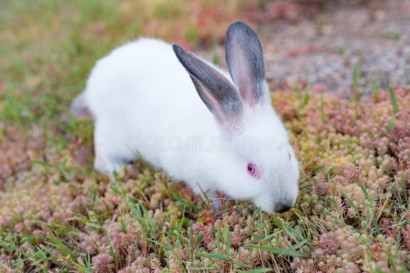 White Rabbit Jumping on Green Grass Stock Image - Image of meadow ...