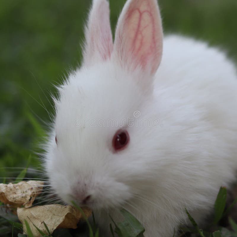 Cute White Rabbit on the Grass Stock Image - Image of white, gazon ...