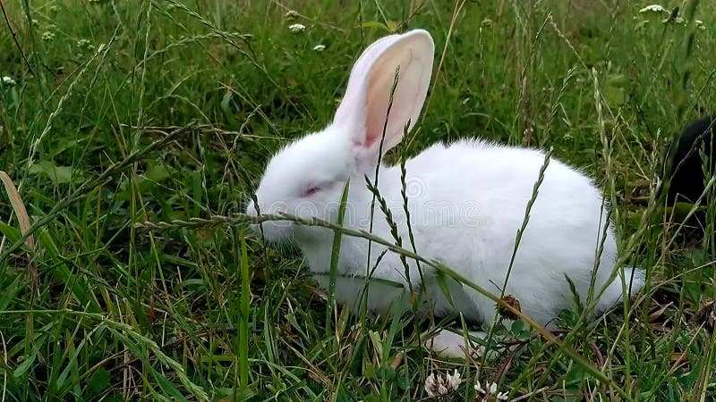 Cute White Baby Rabbits in a Cage. Breeding Rabbits on the Farm. Stock ...