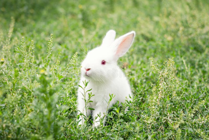 Cute white rabbit in green stock photo. Image of hare - 136975504