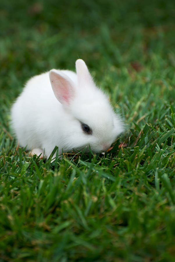 Cute White Rabbit on the Green Grass Stock Photo - Image of hair ...