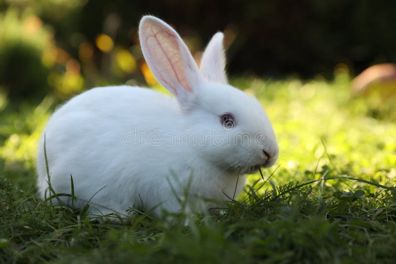 Cute White Rabbit on Green Grass Outdoors Stock Image - Image of lovely ...