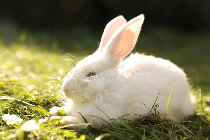 Cute White Rabbit on Green Grass Outdoors Stock Photo - Image of ...