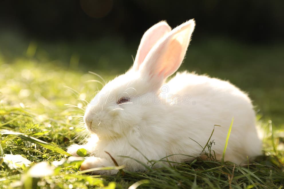 Cute White Rabbit on Green Grass Outdoors Stock Photo - Image of ...