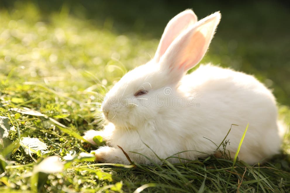 Cute White Rabbit on Green Grass Outdoors Stock Image - Image of rodent ...