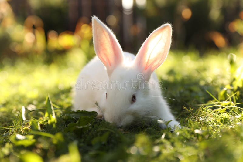 Cute White Rabbit on Green Grass Outdoors Stock Photo - Image of easter ...