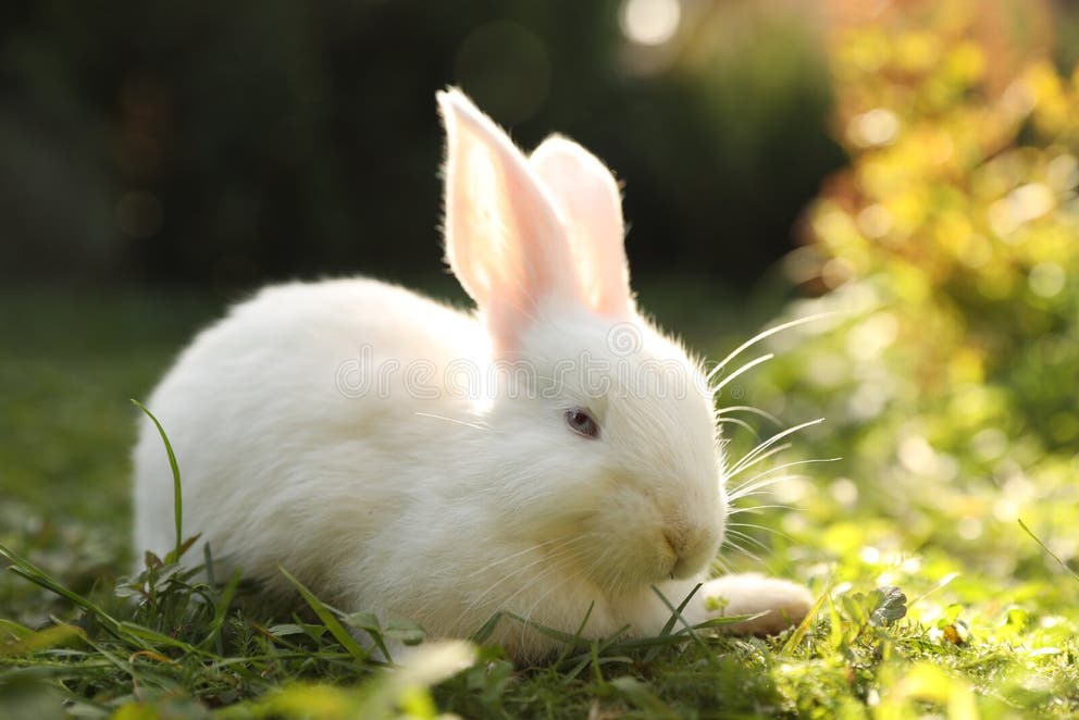 Cute White Rabbit on Green Grass Outdoors Stock Photo - Image of grass ...