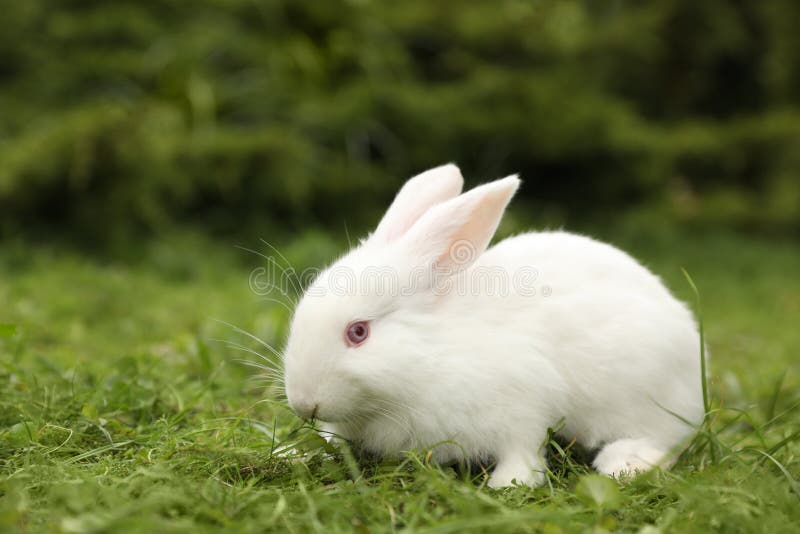 Cute White Rabbit on Green Grass Outdoors Stock Photo - Image of garden ...